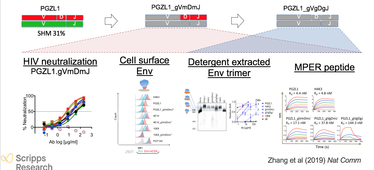 PGZL1.H4K3 binding to viral membrane-MPER epitope PGZL1 germline ...